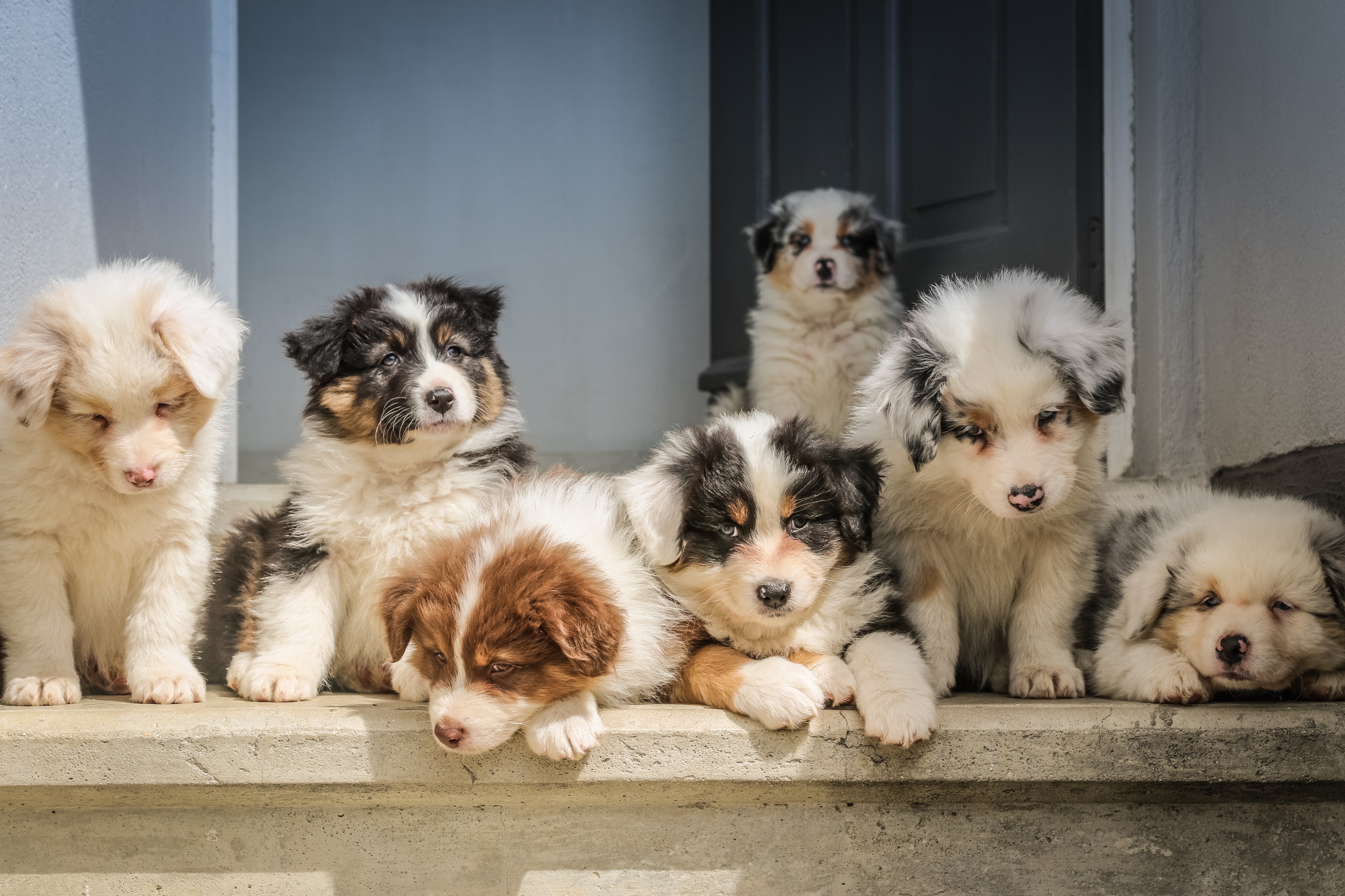 Count the Puppies | 52 Beautiful Things